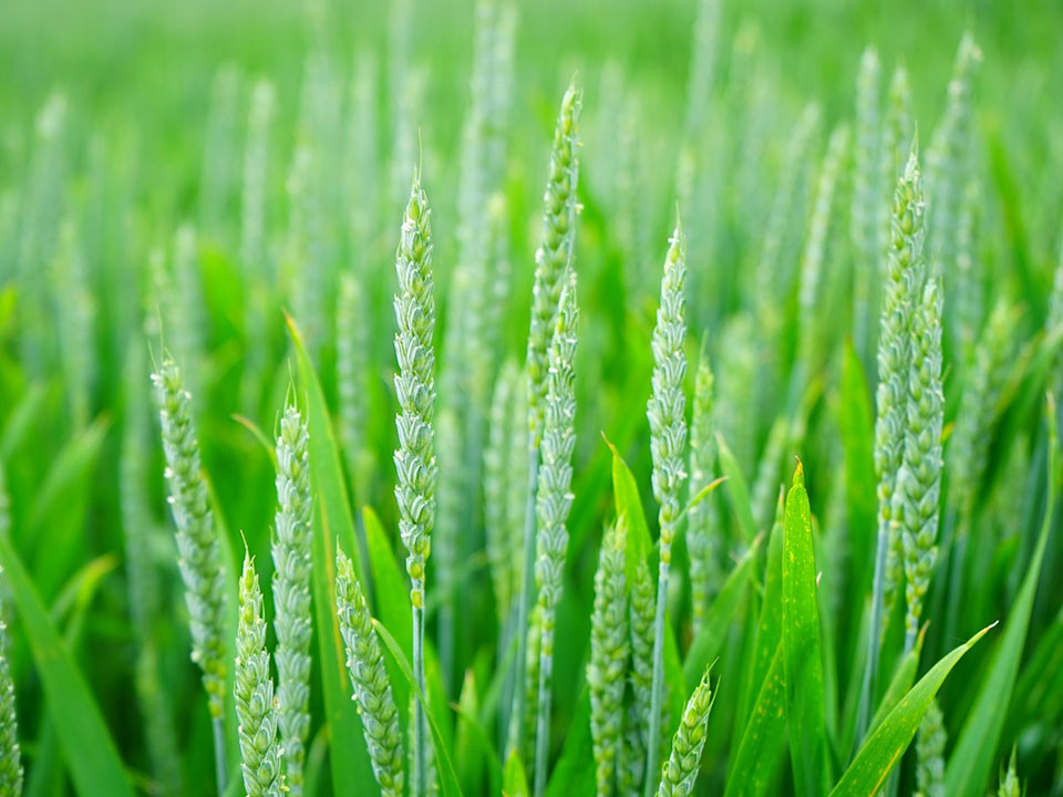 Preporuka semenske pšenice - Agroglobe